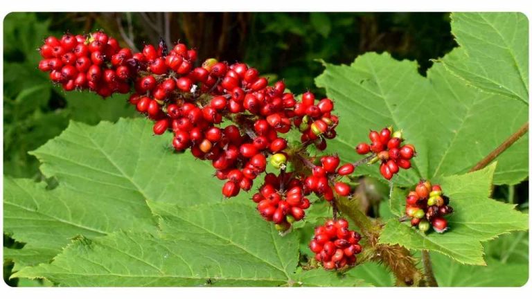 3 Benefits Of Devil's Club: Dosage & Safety | The Botanical Institute