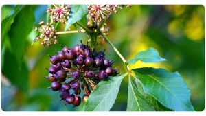 5 Benefits Of Eleuthero Root: Dosage & Safety | The Botanical Institute