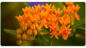 5 Benefits Of Pleurisy Root: Dosage & Safety | The Botanical Institute