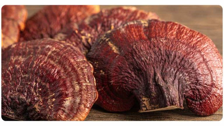 4 Benefits Of Reishi: Dosage, Safety, & Preparation | The Botanical ...