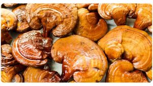 4 Benefits Of Reishi: Dosage, Safety, & Preparation | The Botanical ...