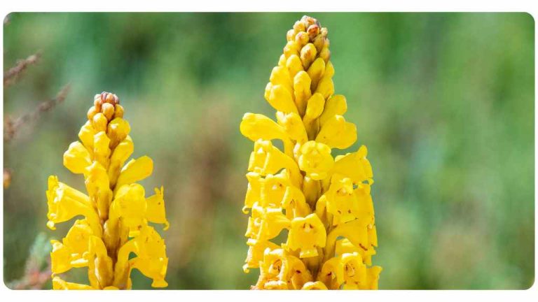 Cistanche Side Effects & Drug Interactions | The Botanical Institute