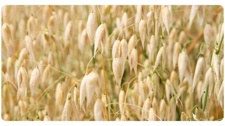 5 Benefits of Oat Straw: Dosage & Safety | The Botanical Institute