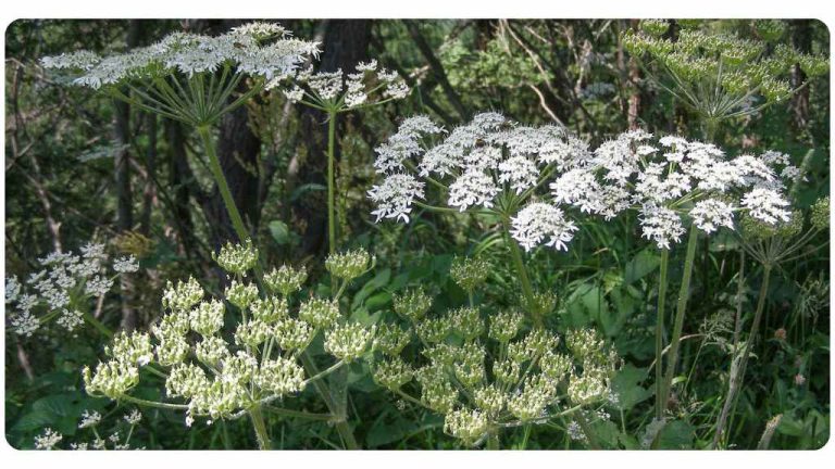 Osha Root: 5 Key Benefits, Dosage, Safety | The Botanical Institute