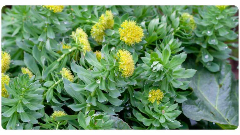 4 Rhodiola Benefits: Dosage & Safety | The Botanical Institute
