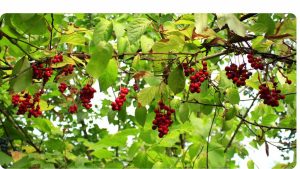 3 Benefits Of Schisandra: Dosage, Safety, & Preparation | The Botanical ...
