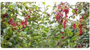 3 Benefits Of Schisandra: Dosage, Safety, & Preparation | The Botanical ...