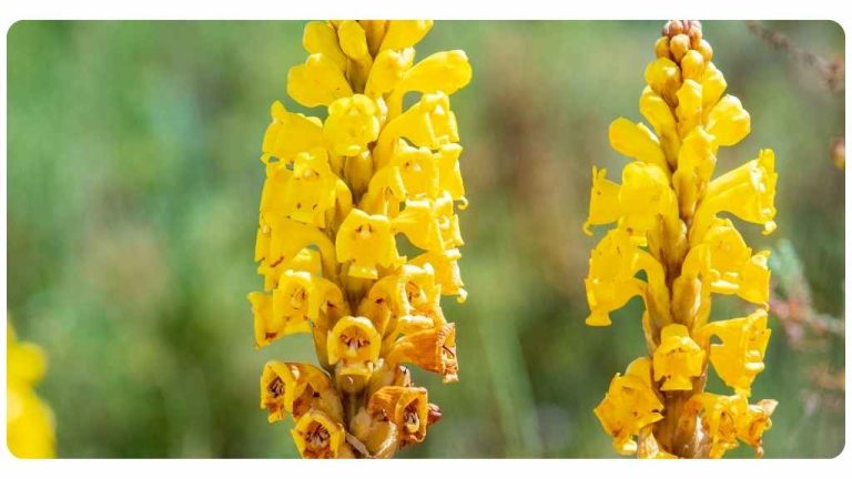 The Best Cistanche Supplements | 2023 Complete Guide | The Botanical ...