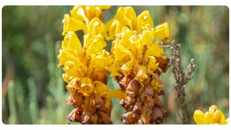 The Best Cistanche Supplements | 2023 Complete Guide | The Botanical ...