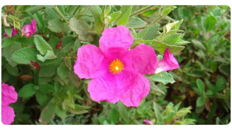 4 Benefits Of Cistus Incanus: Dosage & Safety | The Botanical Institute