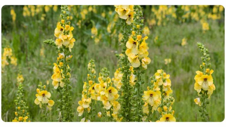 Mullein: 5 Key Benefits, Dosage, & Safety | The Botanical Institute