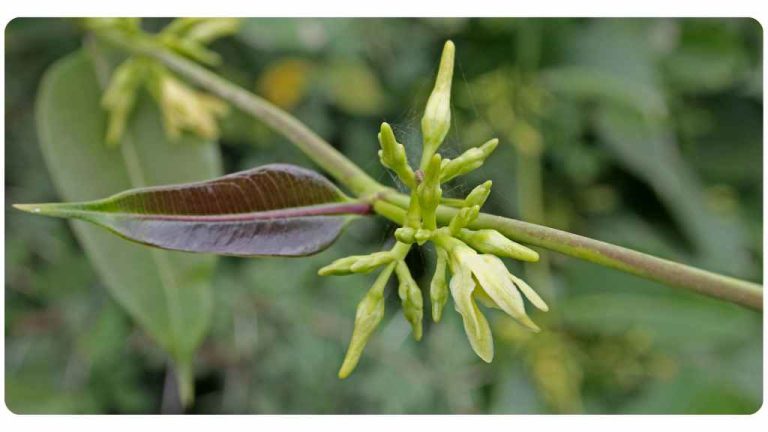 4 Benefits Of Cryptolepis Sanguinolenta: Dosage & Safety | The ...