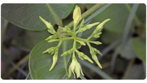 4 Benefits Of Cryptolepis Sanguinolenta: Dosage & Safety | The ...