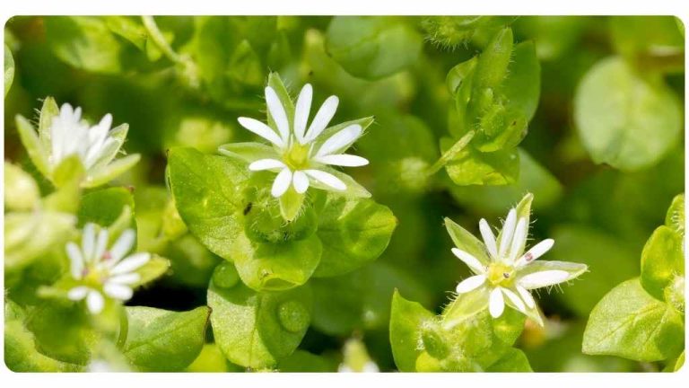 6 Benefits Of Chickweed: Dosage & Safety | The Botanical Institute