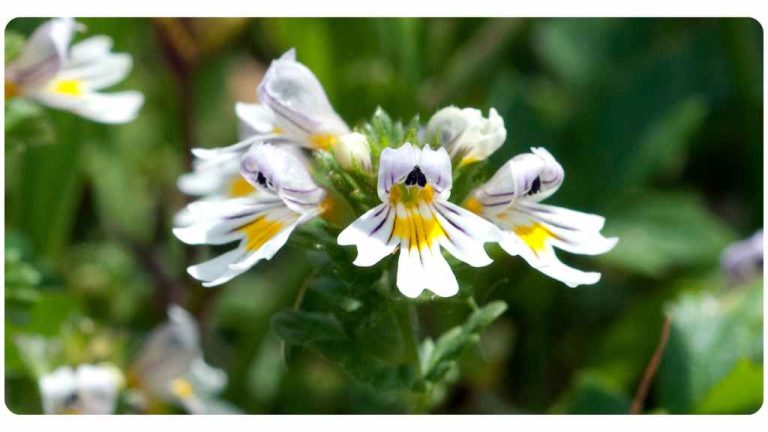 4 Benefits Of Eyebright: Dosage & Safety | The Botanical Institute
