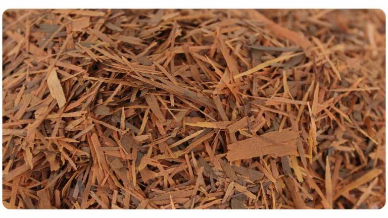 4 Benefits Of Pau D’arco: Dosage & Safety | The Botanical Institute