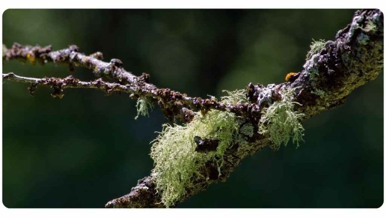 4 Benefits Of Usnea: Dosage & Safety | The Botanical Institute