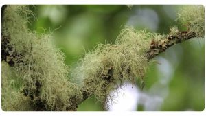 4 Benefits Of Usnea: Dosage & Safety | The Botanical Institute