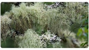 4 Benefits Of Usnea: Dosage & Safety | The Botanical Institute