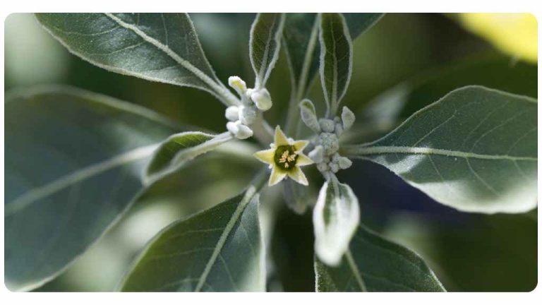 7 Herbs For Love: How To Make Your Own Love Potions | The Botanical ...