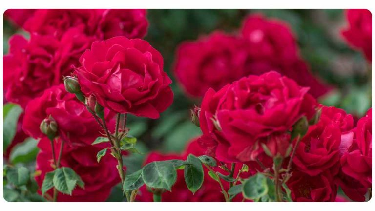 7 Herbs For Love: How To Make Your Own Love Potions | The Botanical ...