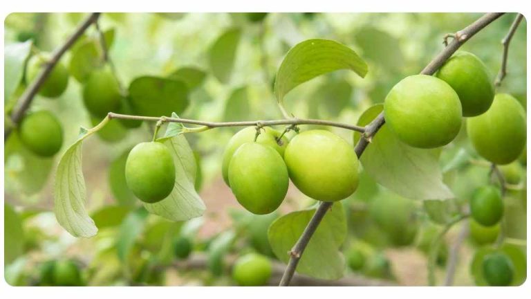 6 Herbs High In Iron | The Botanical Institute
