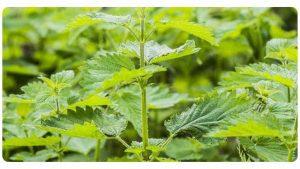 6 Herbs High In Iron | The Botanical Institute