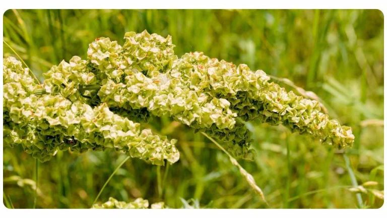 6 Herbs High In Iron | The Botanical Institute