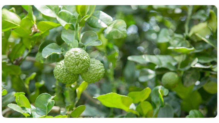 Citrus Bergamot Dosage: How Much Should You Take Per Day? | The ...
