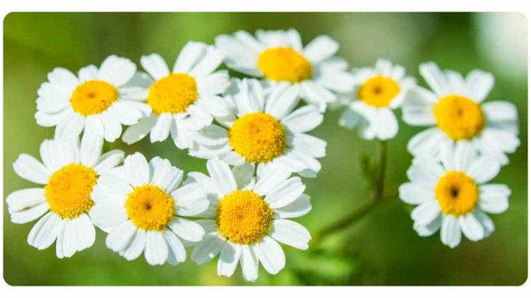 4 Benefits Of Feverfew: Dosage & Safety | The Botanical Institute