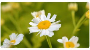 4 Benefits Of Feverfew: Dosage & Safety | The Botanical Institute