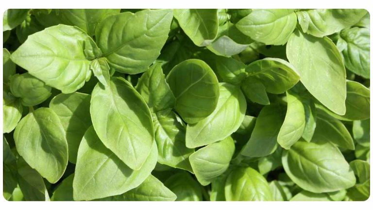 5 Herbs High In Potassium | The Botanical Institute
