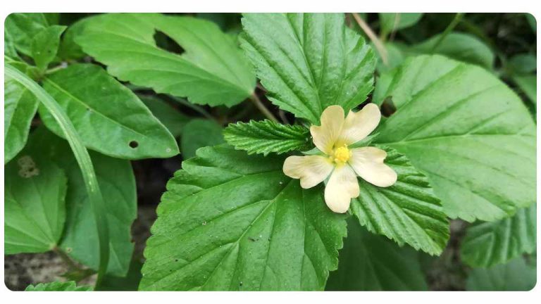 6 Benefits Of Sida Acuta: Dosage & Safety | The Botanical Institute