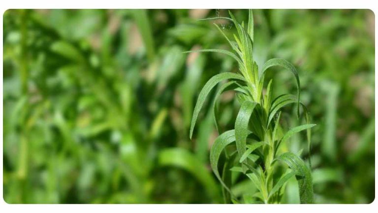 6 Herbs High In Niacin (Vitamin B3) | The Botanical Institute