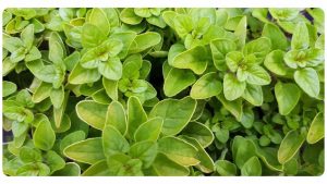6 Herbs High in Antioxidants | The Botanical Institute