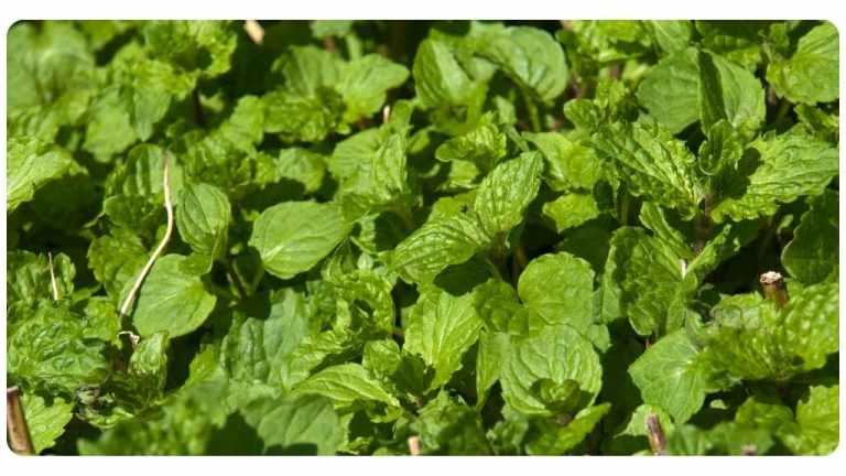 6 Herbs High in Antioxidants | The Botanical Institute