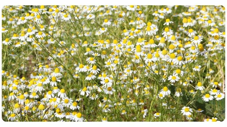6 Herbs High In Calcium | The Botanical Institute