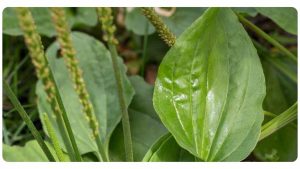 6 Herbs High In Calcium | The Botanical Institute