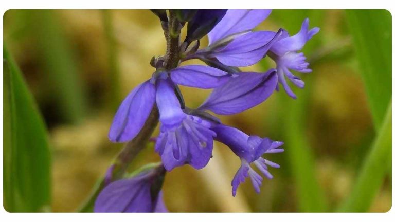 4 Benefits Of Senega: Dosage & Safety | The Botanical Institute