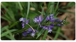4 Benefits Of Senega: Dosage & Safety | The Botanical Institute