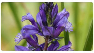 4 Benefits Of Senega: Dosage & Safety | The Botanical Institute