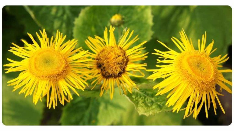 Best Tea For Sore Throat Pain | The Botanical Institute