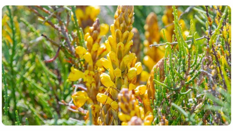 Cistanche Dosage: The Complete Guide | The Botanical Institute