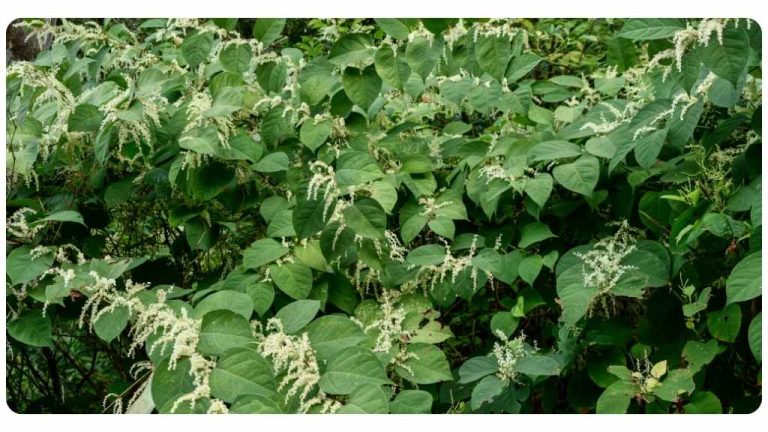 The 8 Best Herbs For Lyme Disease | The Botanical Institute