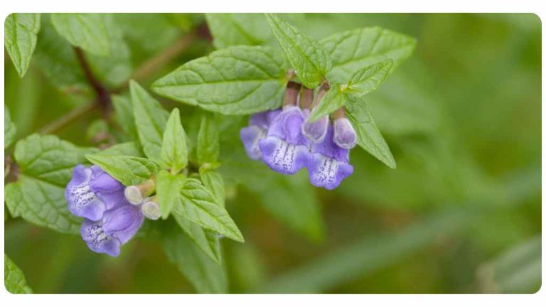 The Best Tea For Sleep | The Botanical Institute
