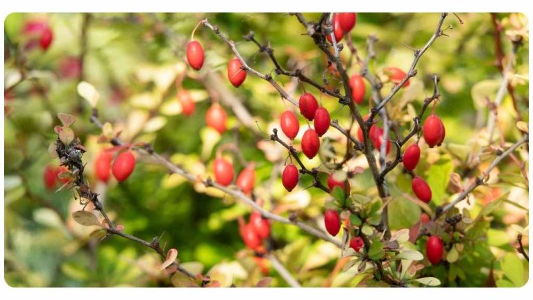 7 Benefits Of Berberine: Dosage & Safety | The Botanical Institute