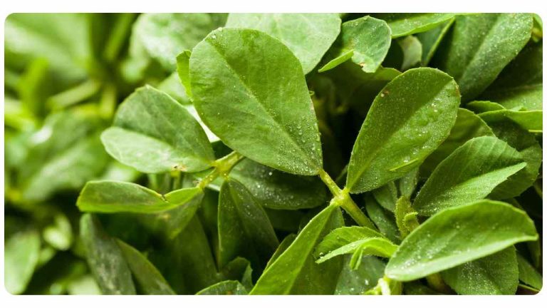 6 Benefits Of Fenugreek: Dosage & Safety | The Botanical Institute