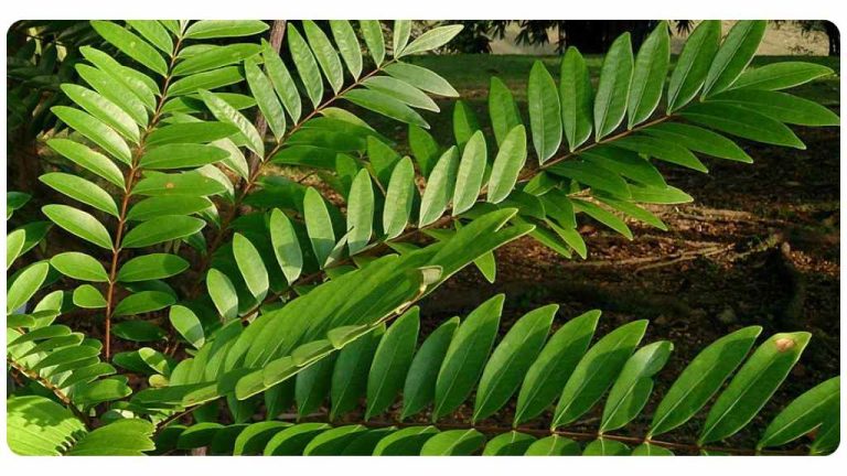 3 Benefits Of Tongkat Ali For Women | The Botanical Institute