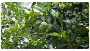 3 Benefits Of BergaMonte®: What The Research Says | The Botanical Institute