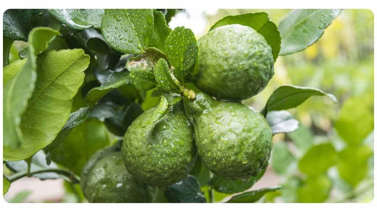 3 Benefits Of BergaMonte®: What The Research Says | The Botanical Institute